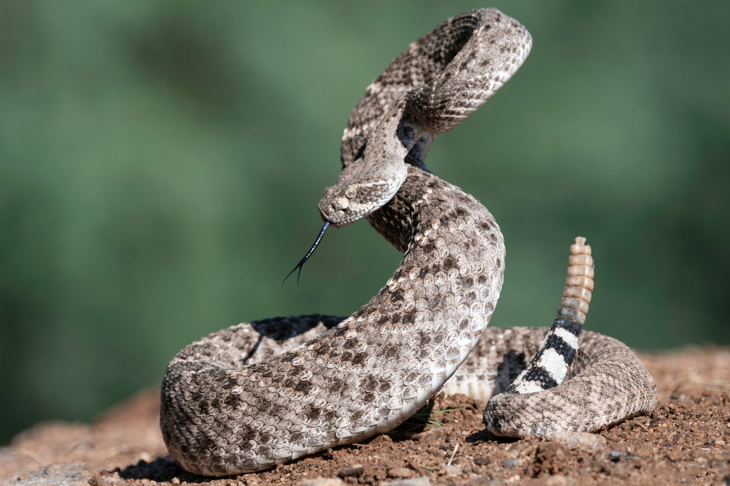 Venomous Snakes of North Texas and Emergency Bite Care - McKinney ...