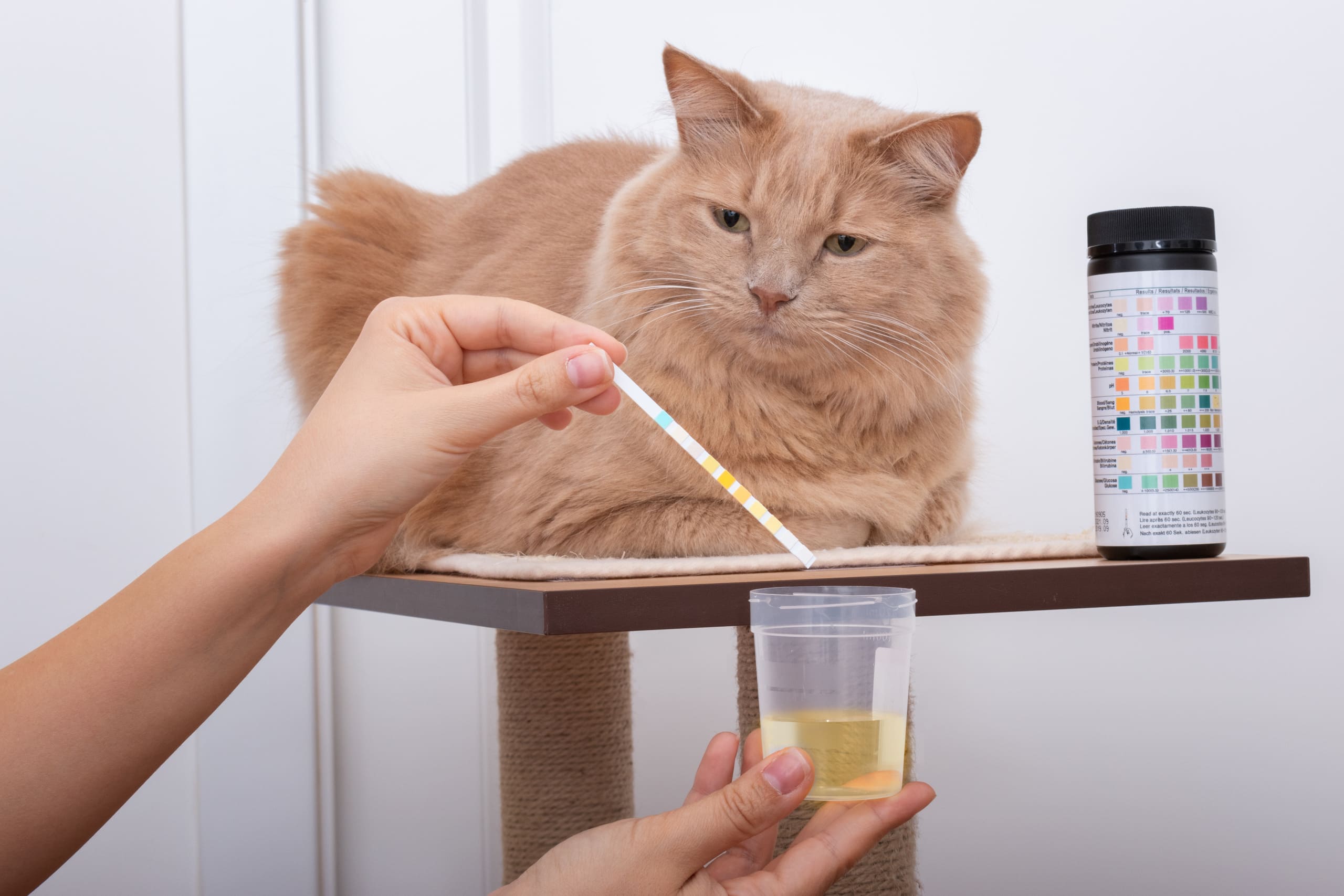 What Are Warning Signs of Urinary Obstruction in Cats? - McKinney ...
