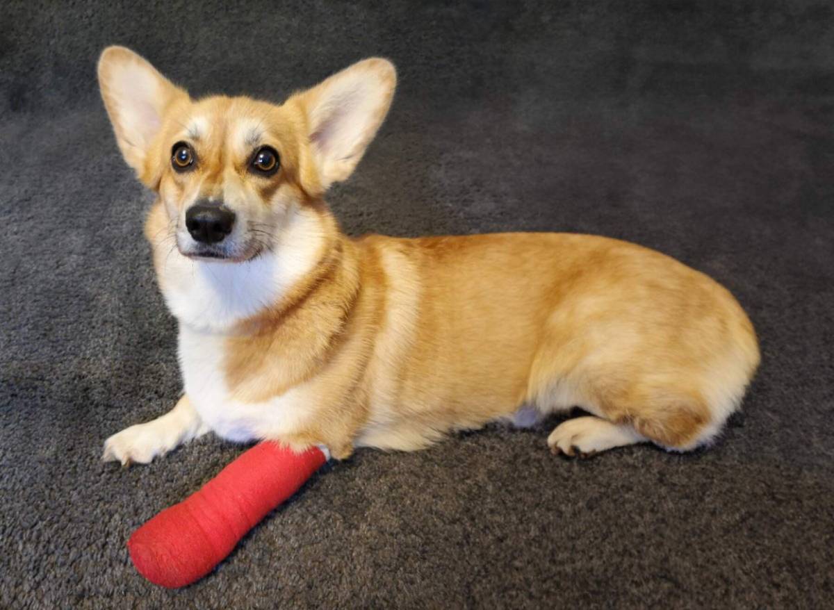 Broken Bones in Pets: First Aid and Emergency Vet Care - McKinney ...